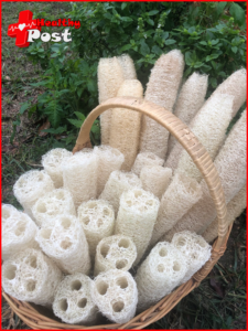 What is Loofah? Benefits of Loofah on Health